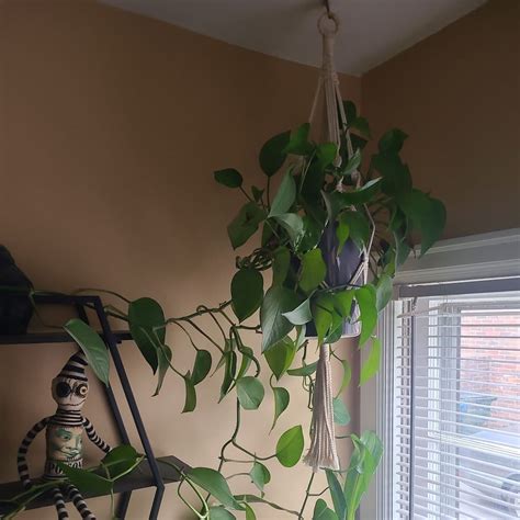 How Often Should You Repot Your Indoor Plants I Have Som