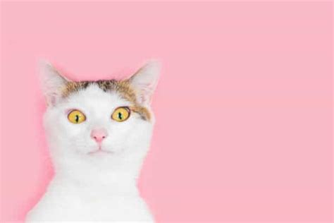 12 Of The Funniest Cat Videos To Brighten Your Day