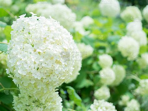 白色绣球花安娜贝尔花