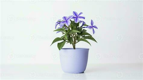 Photo Of Periwinkle Flower In Pot Isolated On White Background Generative Ai 27200608 Stock