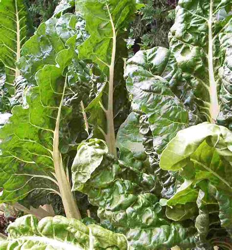 Swiss Chard Nutrition Facts Health Benefits Substitute And Pictures