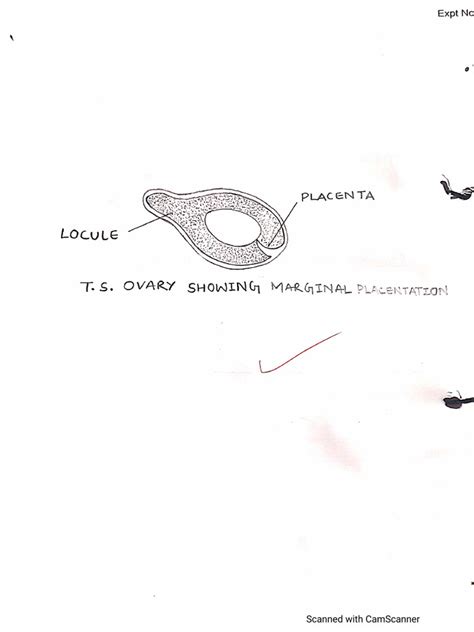 Biology Slide Preperation Class 12 Pdf