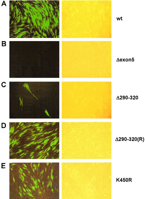 Infectivities Of Transfected Hcmv Bac Dnas Hf Cells Were Download