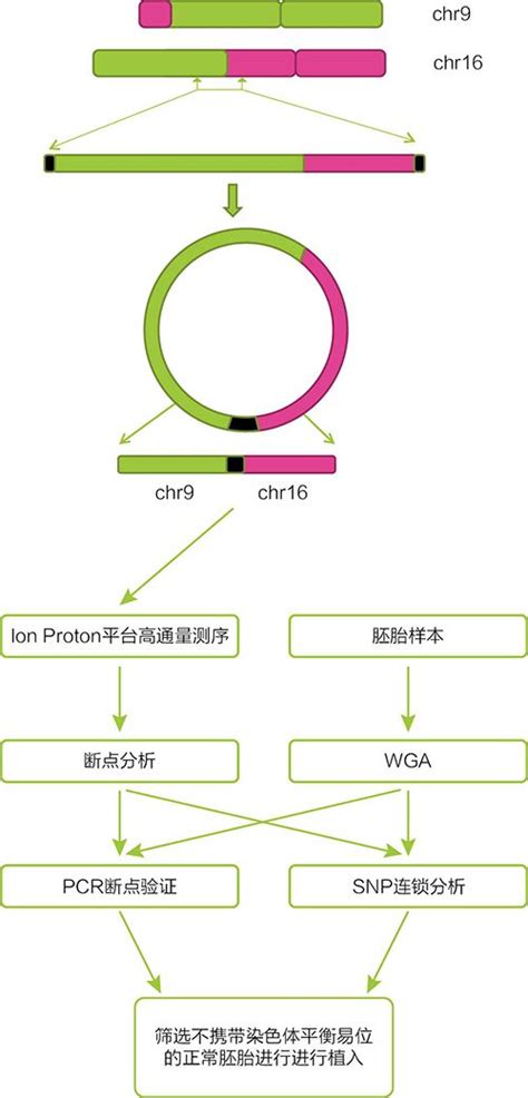 平衡易位相互易位罗伯逊易位第19页大山谷图库