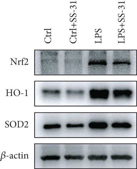 Ss 31 Preserved Mitochondrial Function And Decreased The Level Of Download Scientific Diagram