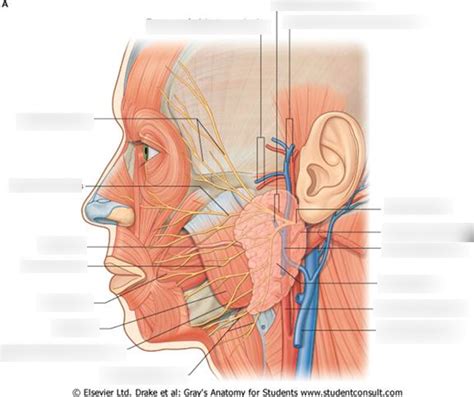 Diagram Of Salivary Glands Diagram Quizlet