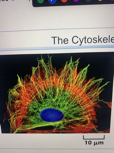 L1 Physiology Part 3 Flashcards Quizlet
