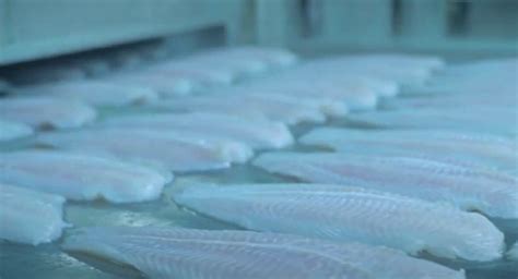 Pangasius Exports To The Us Increased By 41 After 10 Years