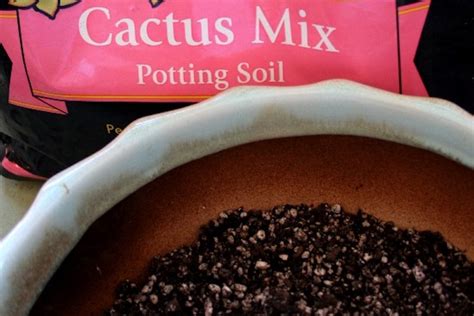 Plantes Grasses Extérieur Conseils Entretien Et Déco