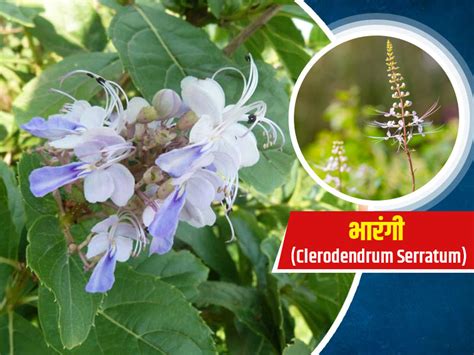 Clerodendrum Serratum Benefits Know About Clerodendrum Serratum Side