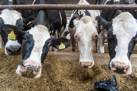 Short And Long Term Effects Of Heat Stress In Dairy Cattle