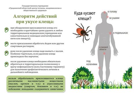 Укус клеща — подробная инструкция что делать
