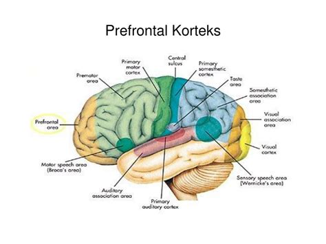 Ppt Medİkal Psİkolojİye GİrİŞ Powerpoint Presentation Free Download Id5372886