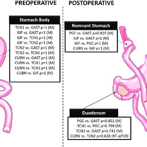 Pdf Gastrointestinal Transcriptomic Response Of Metabolic Vitamin B12