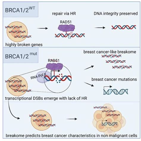 The Breakome Of Brca1 And Brca2 Pathway Mutation Carriers Reveals Early Processes In Breast
