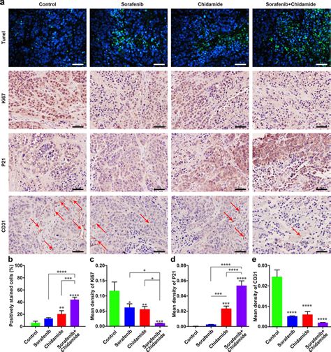 Tunel And Ki 67 P21 And Cd31 Levels In Os Xenograft Tumor Tissues