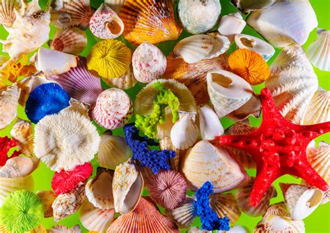 Beautiful Sea Shells Jigsaw Puzzle In Under The Sea Puzzles On