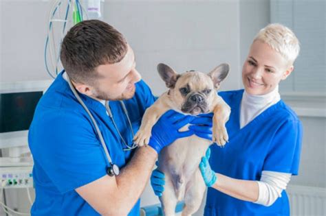 Hospital Veterinario Cães E Gatos 24h Contato Sia Hospital