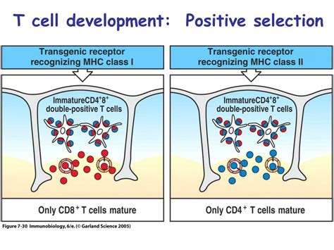 Ppt Lymphocyte Development And Survival Chapter 7 Powerpoint