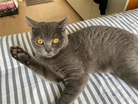 大家看一下我的猫猫是英短串吗 知乎