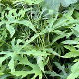 Fatsia Polycarpa Needhams Seedlings Plant Lust