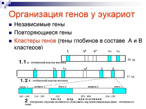 Структура и функция гена у про и эукариот презентация онлайн