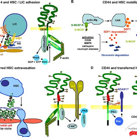 Cd44 Mediated Adhesion Mobilization Migration And Homing In Hsclic