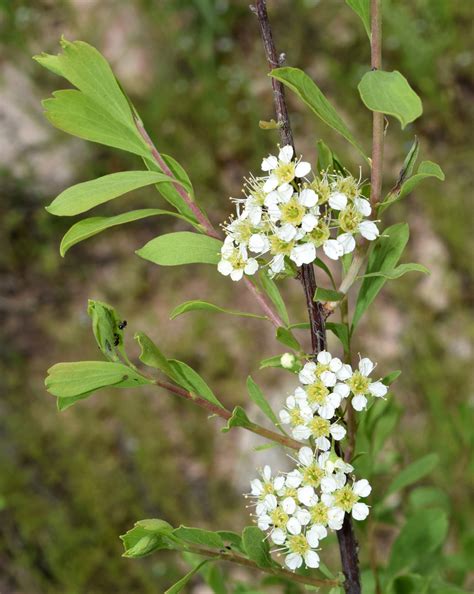 Spiraea Hypericifolia Изображение особи Плантариум
