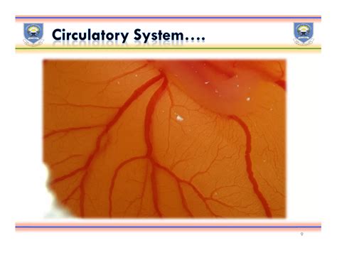 Cardiovascular Testing Pdf Heart And Cardiovascular Diseases