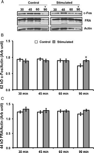 Electrical Stimulation Of Antennae Induces C Fosfra Protein Expression Download Scientific