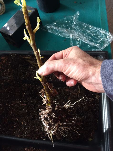Propagating Fig Cuttings Page 2 General Fruit Growing Growing Fruit