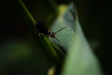Soldier Beetle [oc] R Macroporn