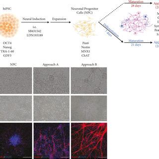 Morphological Characteristics Of Neurons Generated Via Approaches A And
