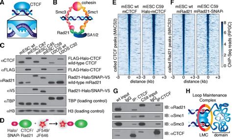 Ctcf And Cohesin Regulate Chromatin Loop Stability With Distinct