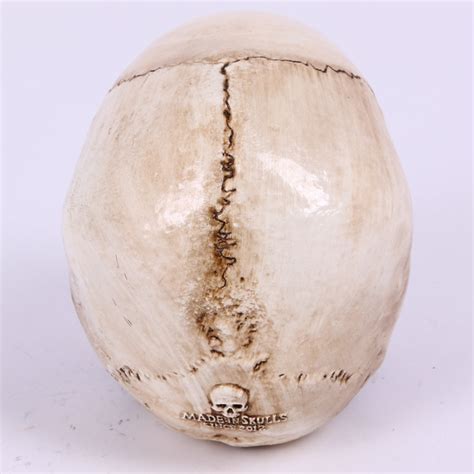 Lindung Mailman Ornament Human Head Bone Model 11 Realistic Human