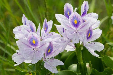 Water Hyacinth Common Free Photo On Pixabay