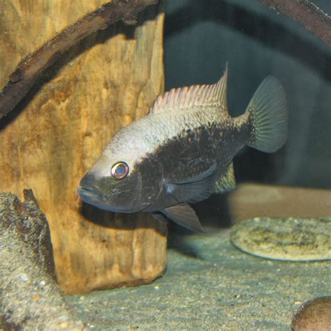 Kevin Cumberton Youtube