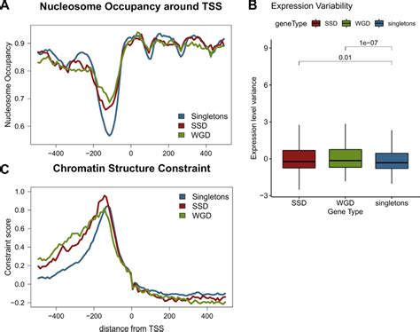 nucleosome positioning patterns in gene duplicates suggest more complex