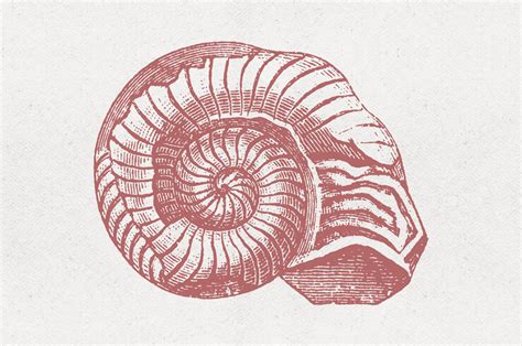 Fossils Vector Illustrations Set Download Free Graphics Fossils Vector Illustrations Set Download Free Graphics