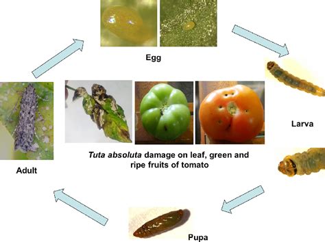 Leaf Miner Life Cycle