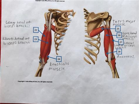 Answered Long Head Of Biceps Brachi 22 Teres Bartleby