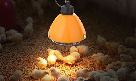 Gk Poultry Farm Lighting System A Beacon Of Efficiency In Poultry