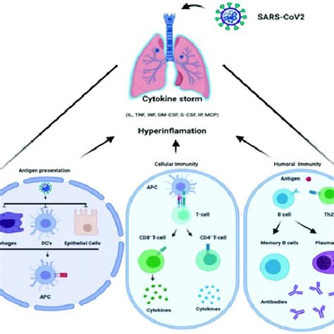 Sars Cov2 Infection In The Lungs And Cytokine Storm The Viral