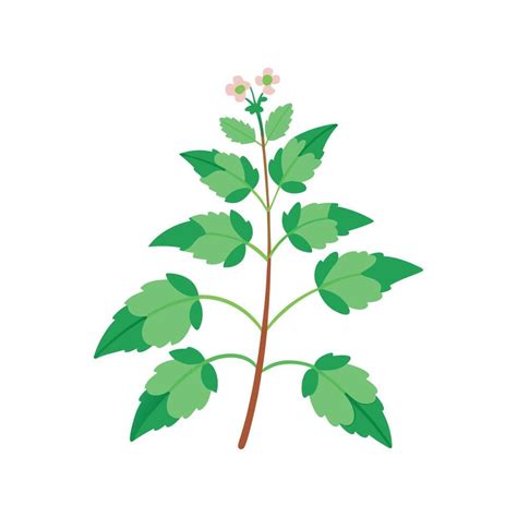 Vibrant Catnip Plant Design 57390909 Vector Art At Vecteezy