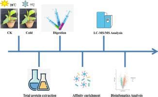 泛素组分析揭示泛素化参与香蕉幼苗叶片的冷反应journal Of Proteomics X Mol