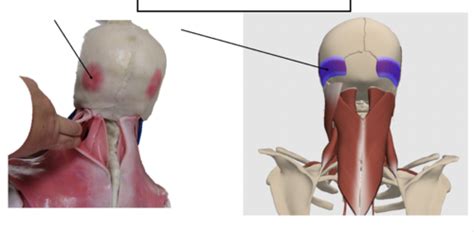 Biol 2501 Head And Neck Muscles Flashcards Quizlet