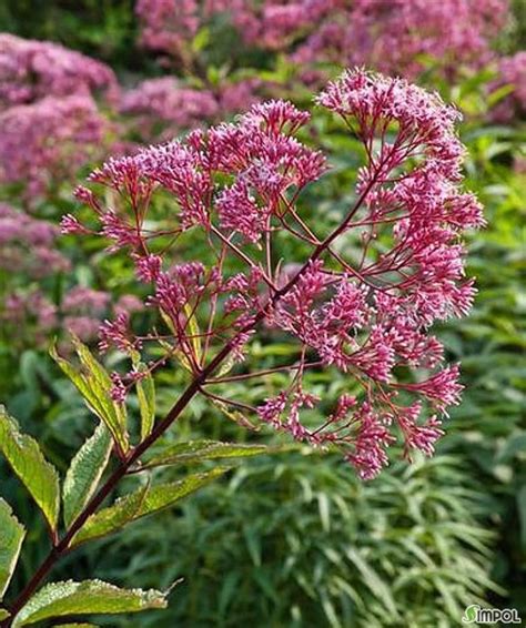 향등골풀 8cm 비닐포트 야생화 허브 수생식물 채소 동백 심폴