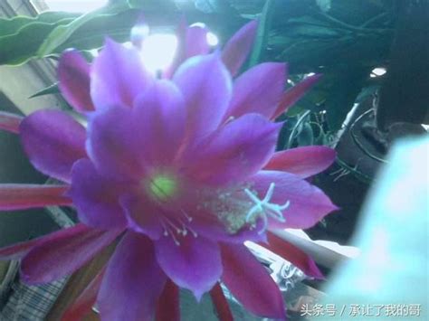 三生三世十里桃花白鳳九額頭上的鳳尾花原來長這樣 每日頭條