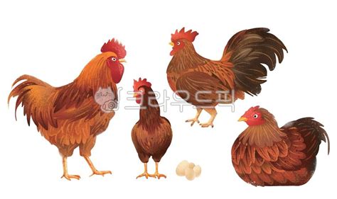 닭 수탉 암탉 닭그림 닭일러스트 사진이미지일러스트캘리그라피 Design O작가