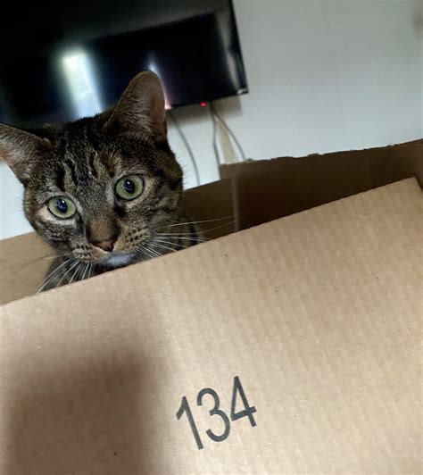 Whats In The Box Scrolller